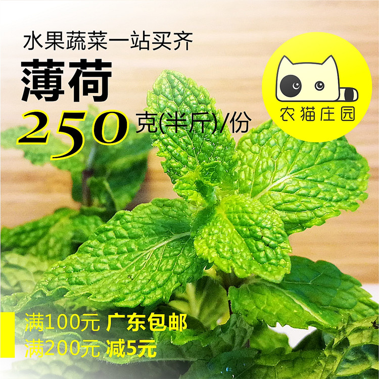 薄荷 半斤 新鲜食用薄荷叶 农猫庄园 深圳沙拉蔬菜 西餐简餐轻食