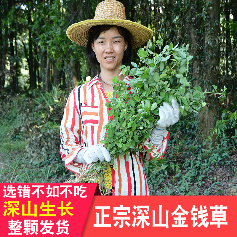 金钱草草药深山正品药材泡水花草茶整棵生晒新货鸡内金玉米须正宗