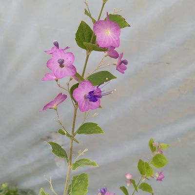 花期超长塔希提帽子花盆栽阳台庭院花卉常绿灌木室外绿植粉苞冬红