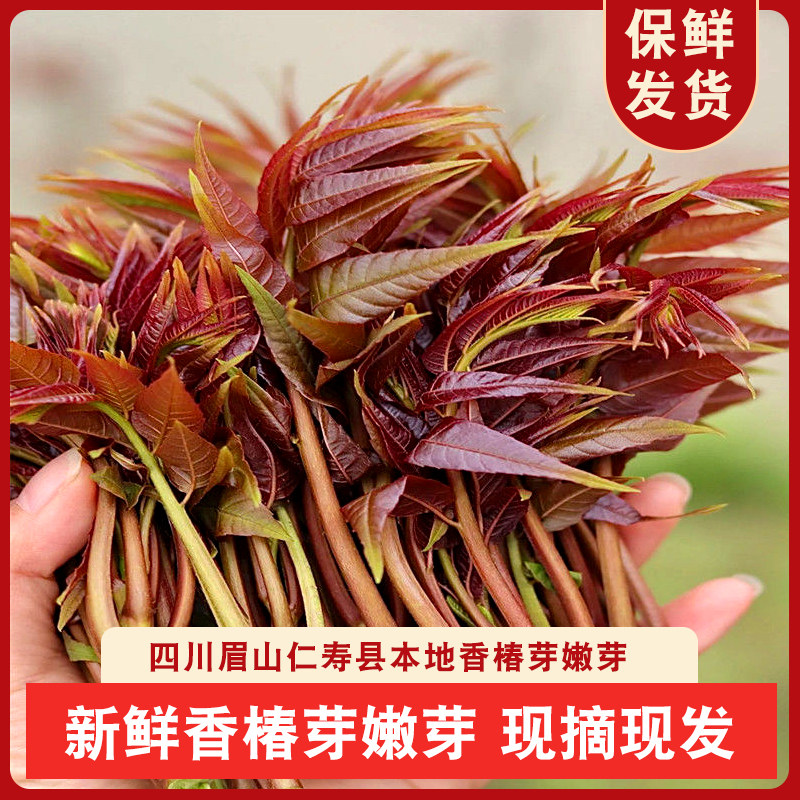 四川香椿芽头茬嫩芽2026新鲜现摘香椿嫩芽正宗椿芽菜保鲜发货