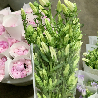 白色风铃一扎不包邮