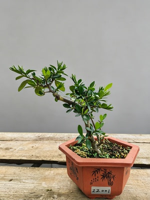 海岛栀子花海岛春花老桩办公室客厅茶室茶桌阳台专业造景四季常青