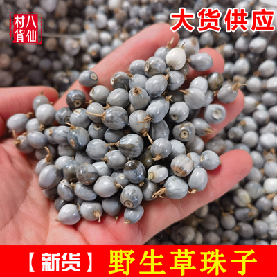 广西薏苡新鲜草珠子尿珠子打碗子
