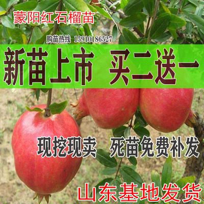 突尼斯盆栽地栽庭院特大石榴树