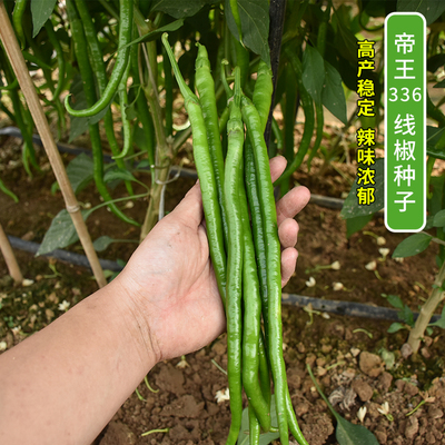 帝王336线椒种子辣椒苗超辣四季香辣高产特大春季南方种孑蔬菜籽
