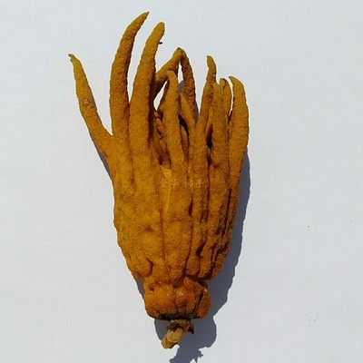 风干真果观赏摆件植物标本金佛手