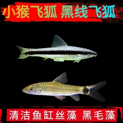 新都水景除藻鱼淡水除黑毛藻丝藻