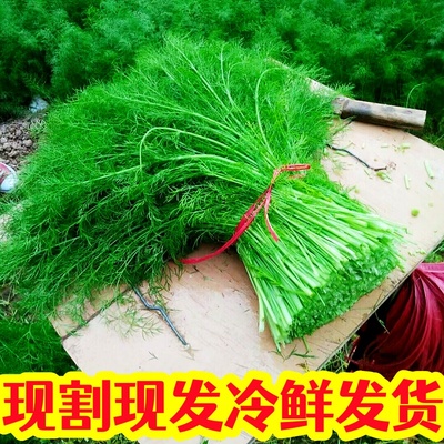 产地直发鲜嫩小茴香菜