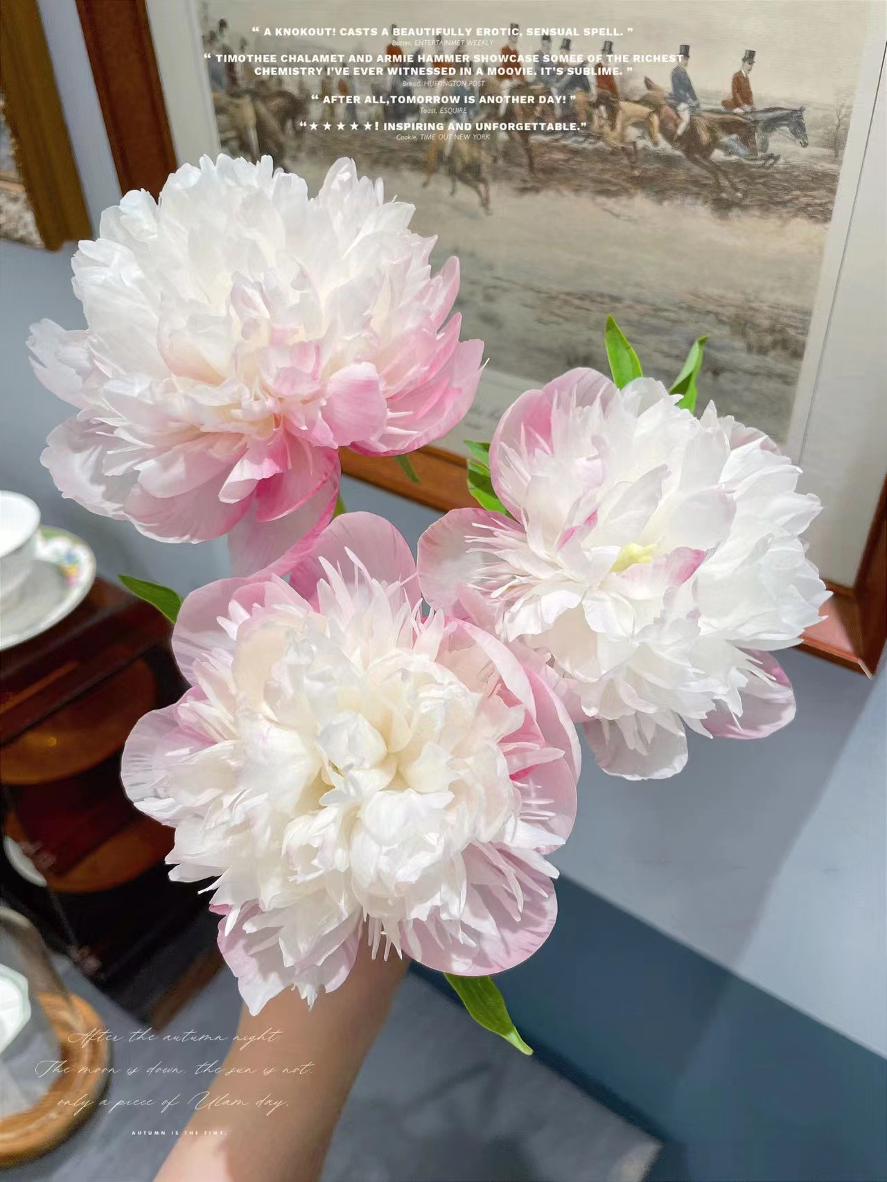 带芽芍药花苗种根重瓣大苗室内外四季开花盆栽花卉鲜花植物牡丹花
