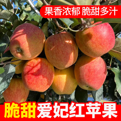 爱妃烟台特产脆甜大苹果果香浓郁