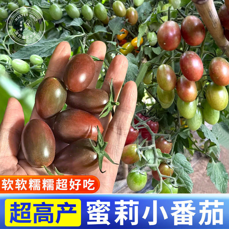 蜜莉小番茄种子梦想迷恋紫樱桃小西红柿种籽圣女果蔬菜苗孑苗秧苗