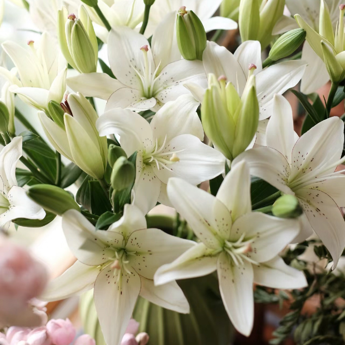 清新白百合眼线鲜花云南基地直发水培花卉真花鲜切花花束无香家用