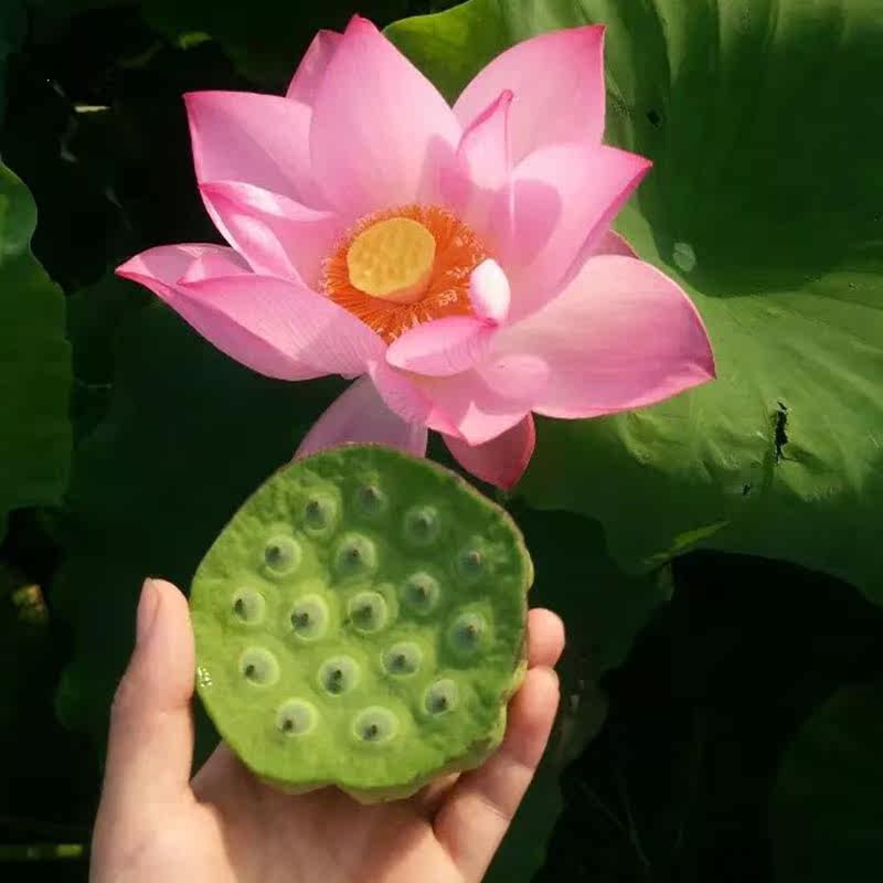 2026年江西新鲜莲蓬新鲜莲子煲汤生吃江西九姑娘农家自种500g包邮