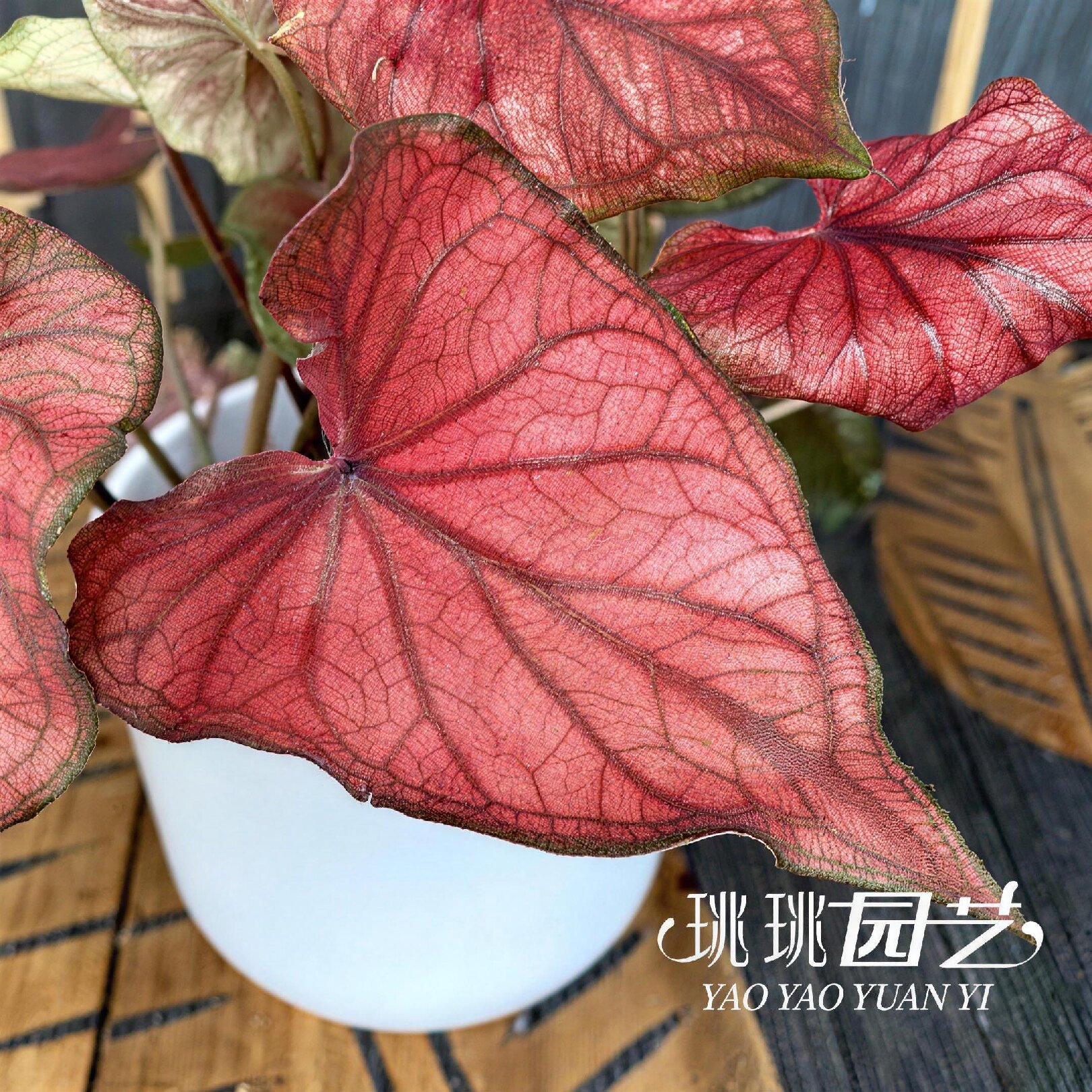 彩叶芋沙漠落日Desert Sunset鲑粉叶铜色脉观叶植物半阴室内盆栽