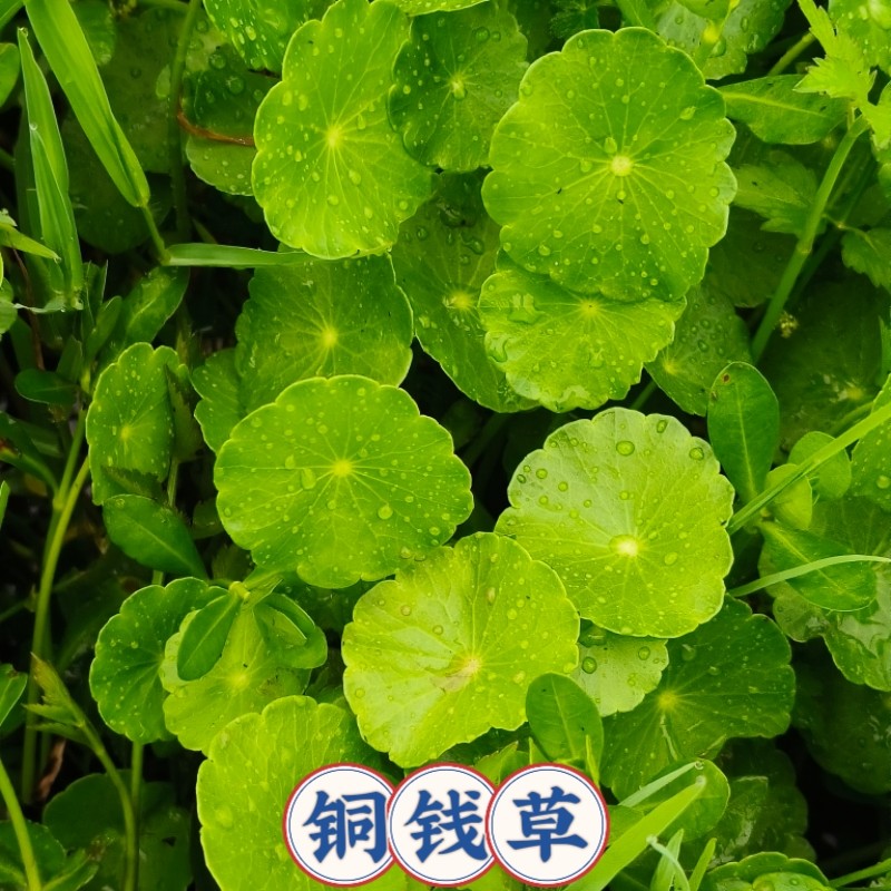 铜钱草种根金钱草种苗植物四季水培土培根茎水养绿植盆栽室内池塘