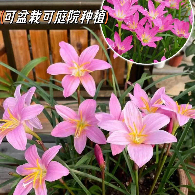 葱兰花苗韭兰风雨兰种球花卉葱莲多年生耐寒四季播种庭院绿化