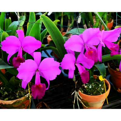 高端进口卡特兰原生种C.trianaei rubra深红名花经典花色鲜艳高级