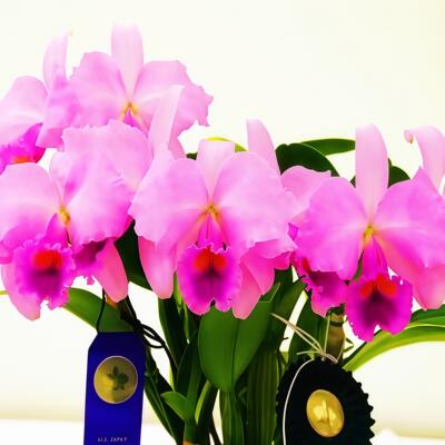 卡特兰原生种C.trianaei 