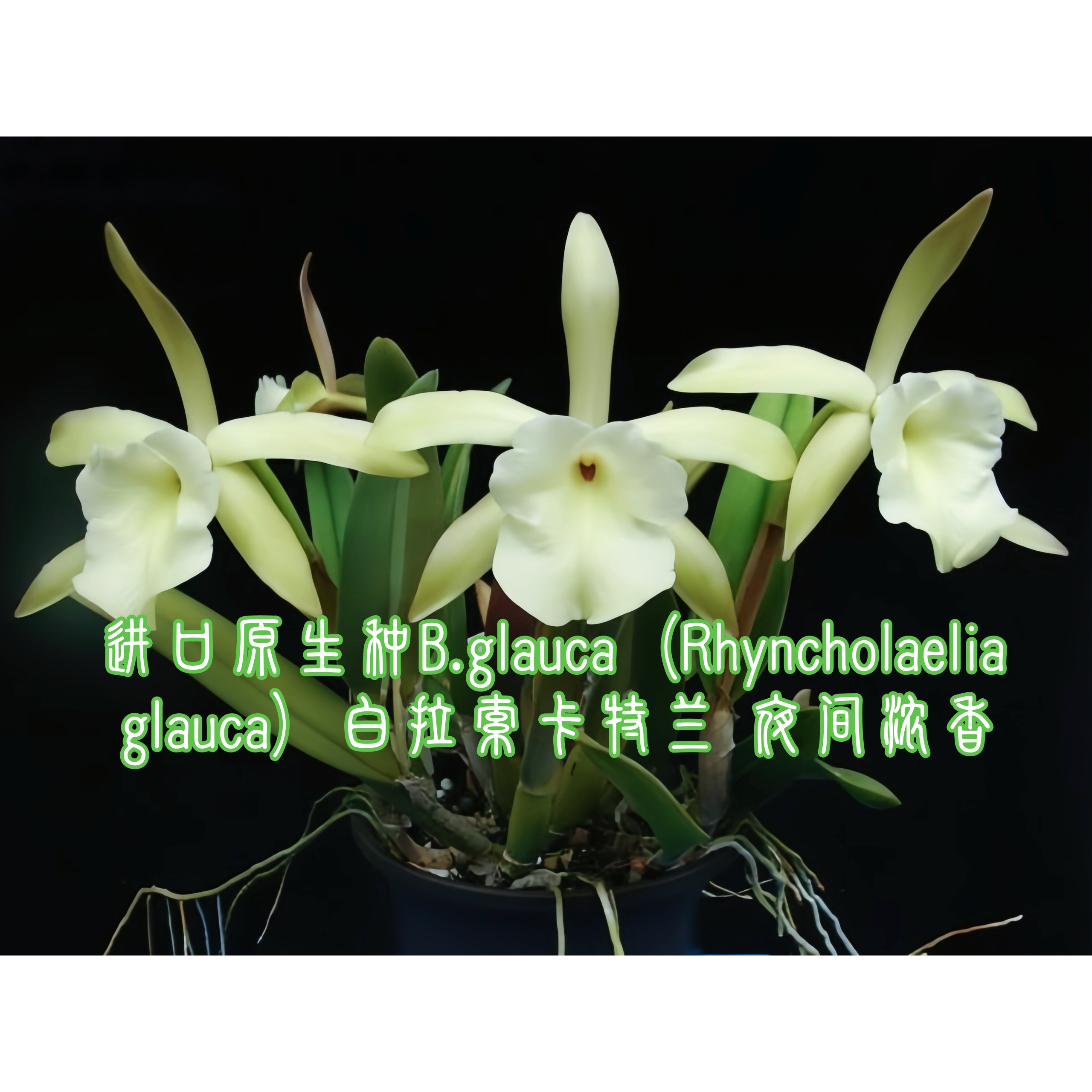 兰花洋兰卡特兰原生种精选白拉索B.glauca大花有浓香阳台盆栽