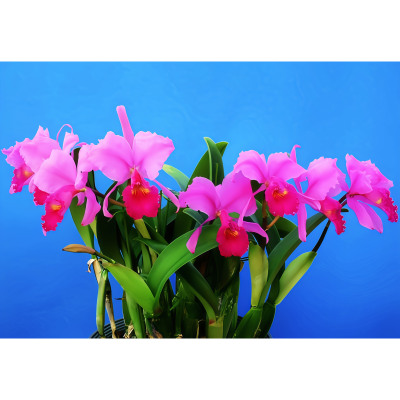 进口稀有卡特兰原生种C.trianaei rubra 