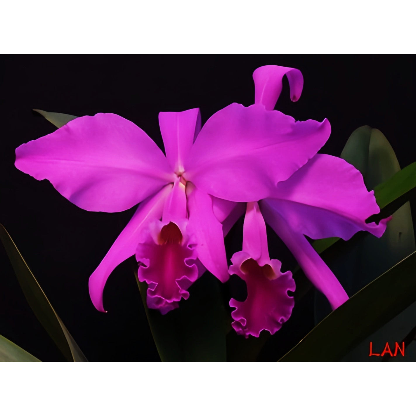 兰花洋兰卡特兰原生种C.gaskelliana 深红稀有大花有香收藏级颜值