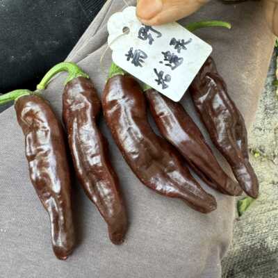 厄瓜多尔棕 Ecuadorian Brown Chili 比较辣的辣椒品种