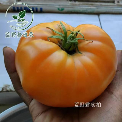 杏色白兰地5粒（荒野拾遗录）满39包邮