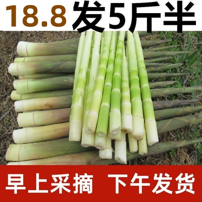 小竹笋新鲜野生江西带壳