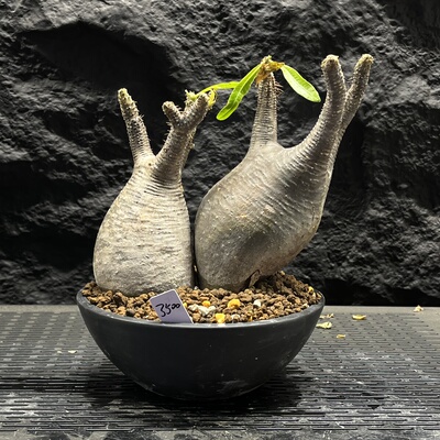象牙宫 Pachypodium Rosulatum Var.  老家熟桩养定 小精品 圆润