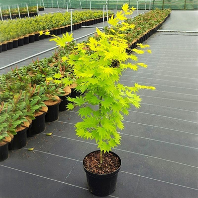 约旦枫树白泽槭日本枫树黄金枫黄叶色室内红枫四季绿植不包售后