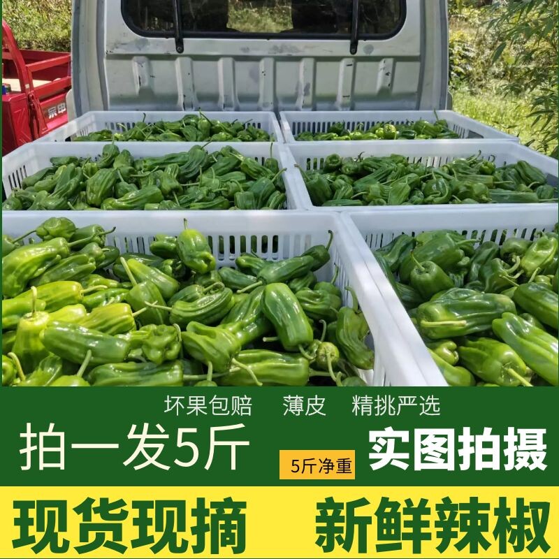 青辣椒新鲜现摘农家自种薄皮青椒微辣芜湖椒虎皮椒现摘现发包邮
