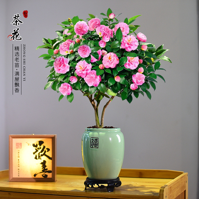 香妃山茶花盆栽植物室内香型花卉办公客厅阳台好养植物格调盆景