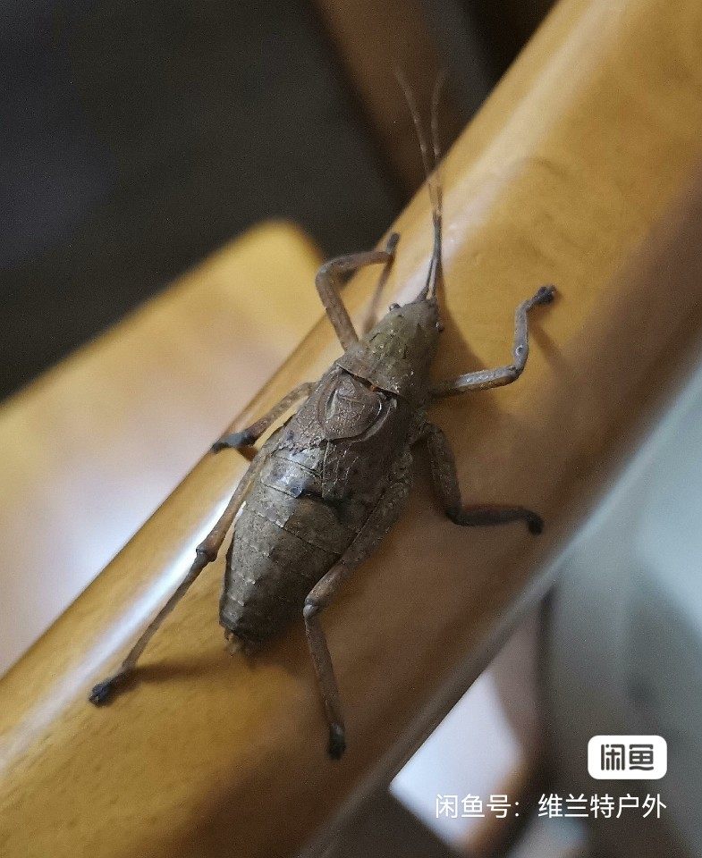 烟云彩螽伪装大师 特色爬宠鸣虫 蝈蝈蟋蟀螽斯