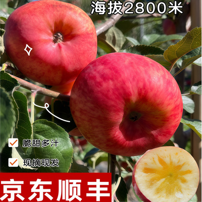 阿坝州秦脆苹果美人脆茂县苹果非糖心汶川理县九寨沟小金高原特产