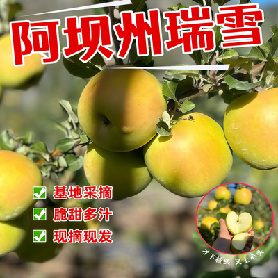 阿坝州茂县瑞雪苹果非糖心汶川茂县理县九寨沟苹果小金金冠高原红