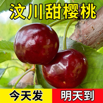 阿坝州车厘子四川大樱桃