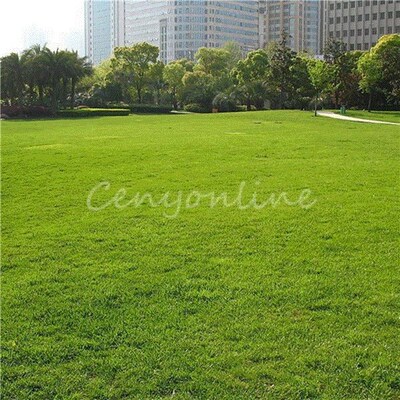 Seeds / bag Tall Fescue Grass Seed ( Festuca arundinac
