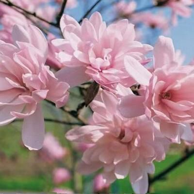 【嘉瑞】 早春开花灌木 星花木兰 玫瑰 桃花姬  大苗  芳香仙气