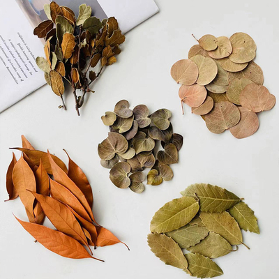 天然树叶干花书签植物拼贴diy
