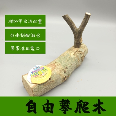 爬虫昆虫栖息台爬虫新款单孔果冻皿攀爬造景木锹甲甲虫宠物新品
