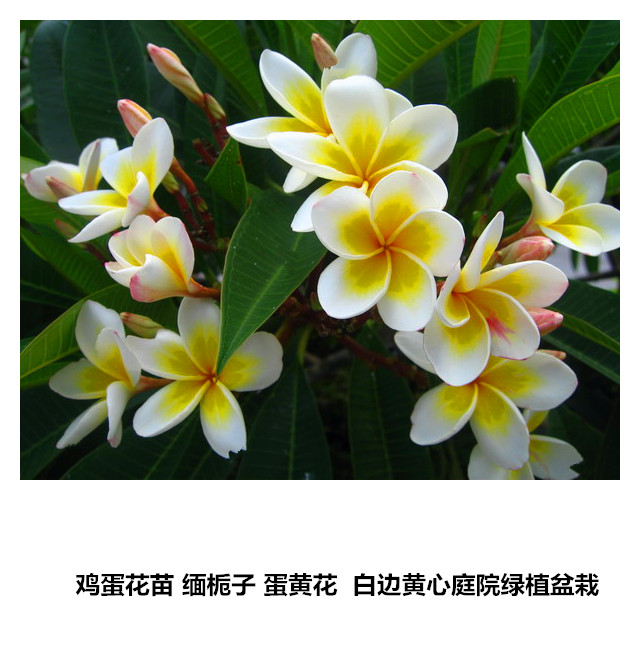 蛋黄花缅栀子 带苗杯发货 鸡蛋花 盆栽 易活易养阳台庭院植物