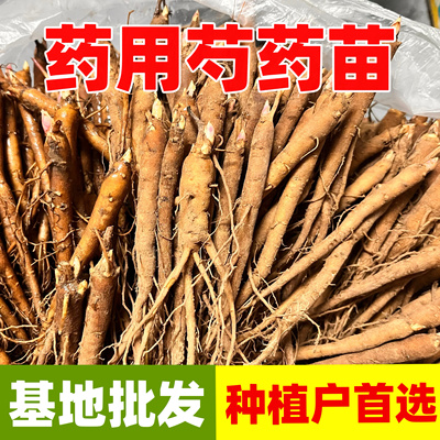 芍药苗批发 药用芍药苗 白芍苗赤药苗重瓣中药材种植基地现货直发