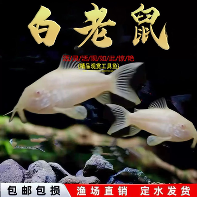 白鼠鱼老鼠鱼清道夫金苔鼠胡子底栖鱼除藻清洁工具鱼热带观赏鱼