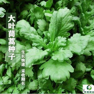 大叶茼蒿种子皇帝菜小叶茼蒿良种春夏秋冬季蔬菜种孑火锅菜籽