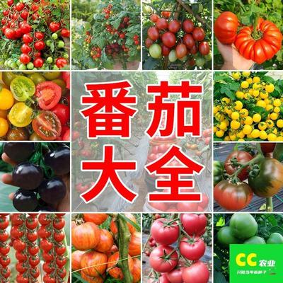 番茄种子大全盆栽小西红柿圣女果种籽农家菜园阳台盆栽瓜果蔬菜孑