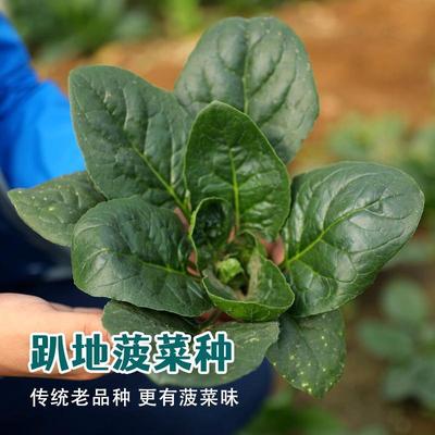 雪里埋趴地菠菜种籽耐寒越冬老品种大叶菠菜种子秋季籽种四季蔬菜