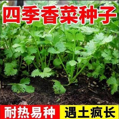 香菜种子四季易种耐热耐抽苔阳台水果蔬菜种子水果农家大叶香菜
