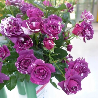 切花月季新品芬芳宝石扦插苗