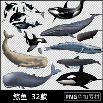 鲸鱼png免扣图蓝鲸海洋动物透明背景免抠PS设计素材