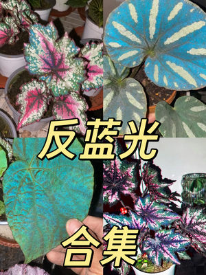 反蓝光秋海棠合集稀有品种室内桌面绿植盆栽办公室好养